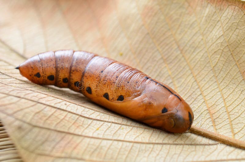 Brown chrysalis close-up stock photo. Image of macro - 11831288