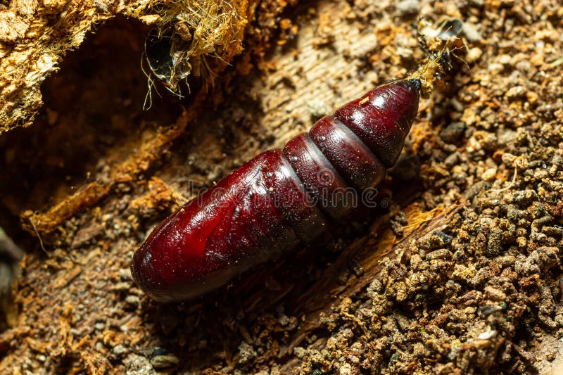 Brown Chrysalis of a Turnip Moth Agrotis Segetum on Brown Garden Soil ...