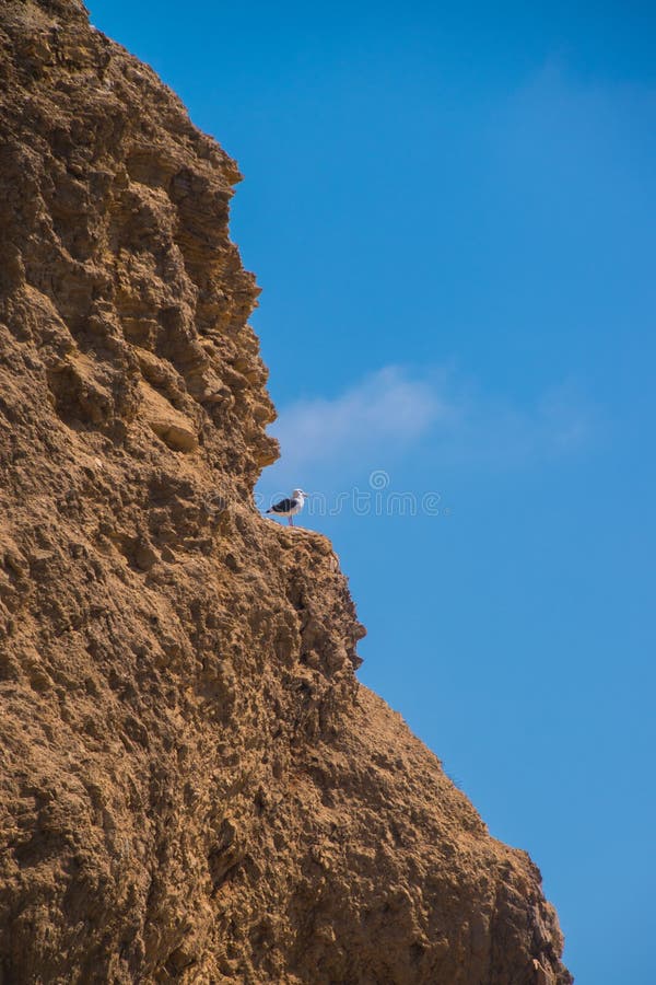 Brown Cliff Rock Formation with Ledge with Seagull Standing on Ledge ...