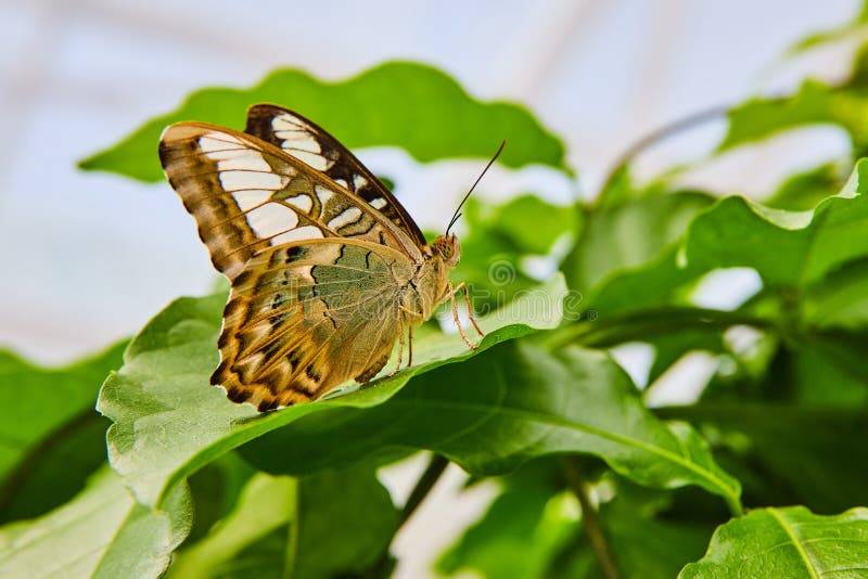 Brown Clipper Butterfly with Closed Wings Resting on Plant Stock Image ...