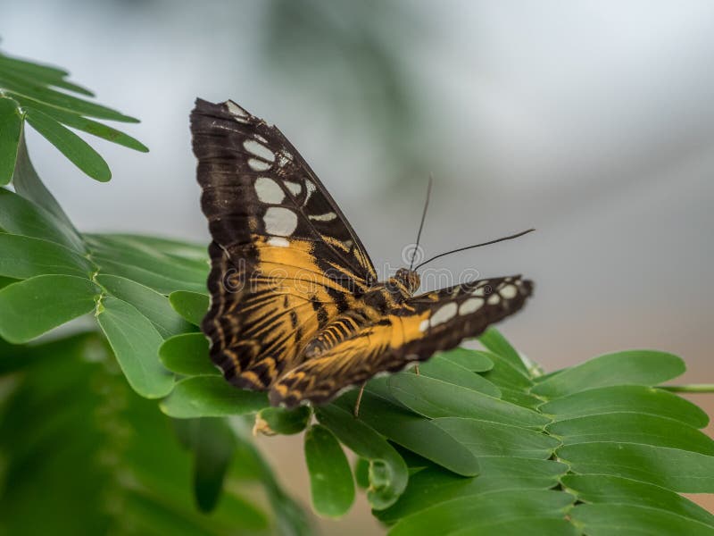 Brown Clipper Butterfly stock image. Image of feelers - 85060959