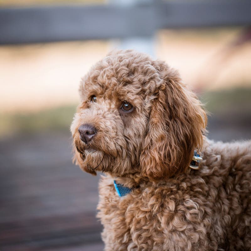 Brown cockapoo dog stock illustration. Illustration of front - 369223869