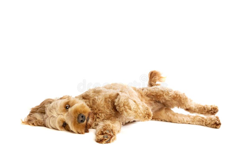 250 Cockapoo White Background Stock Photos - Free & Royalty-Free Stock ...