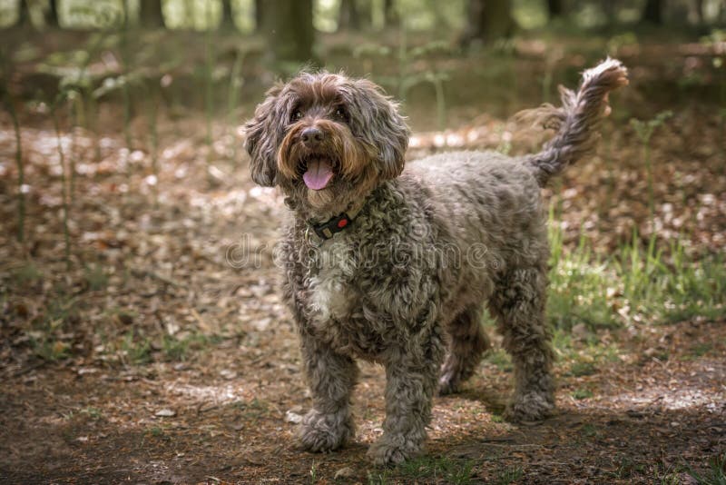 Brown Cockapoo Looking at the Camera Stock Photo - Image of funny ...