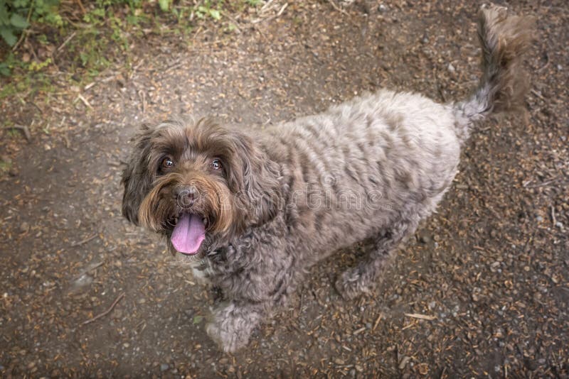 Brown Cockapoo Looking Up at the Camera Stock Image - Image of portrait ...