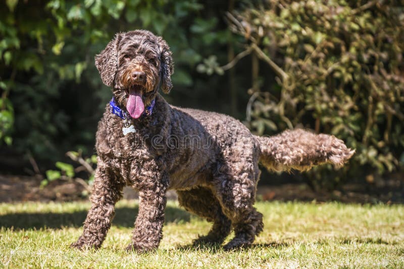Brown Cockapoo Playing in Her Garden Stock Photo - Image of breed ...