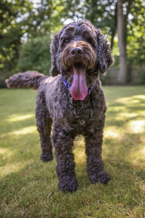 Brown Cockapoo Playing in Her Garden Stock Image - Image of animals ...