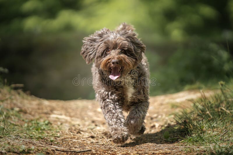 Cockerpoo Dogs Stock Photos - Free & Royalty-Free Stock Photos from ...