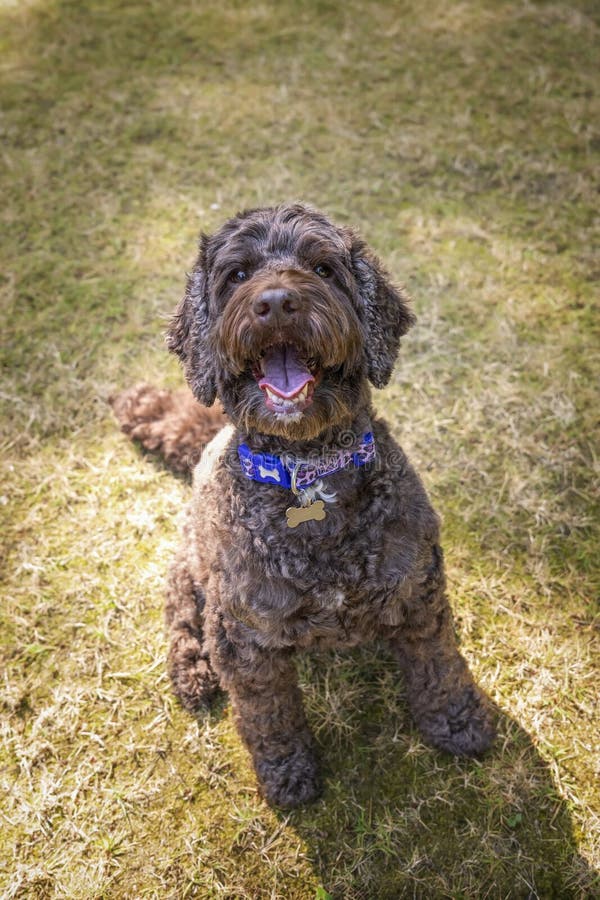 Brown Cockapoo Sitting and Posing in Her Garden Stock Photo - Image of ...