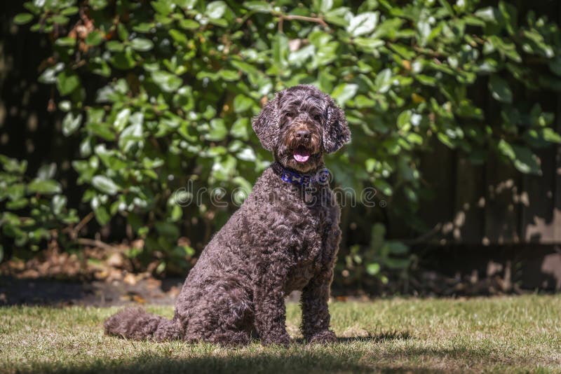 Brown Cockapoo Sitting and Posing in Her Garden Stock Photo - Image of ...