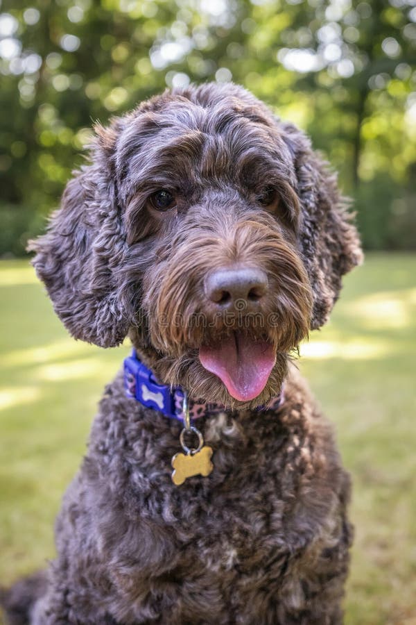 Brown Cockapoo Sitting and Posing in Her Garden Stock Photo - Image of ...