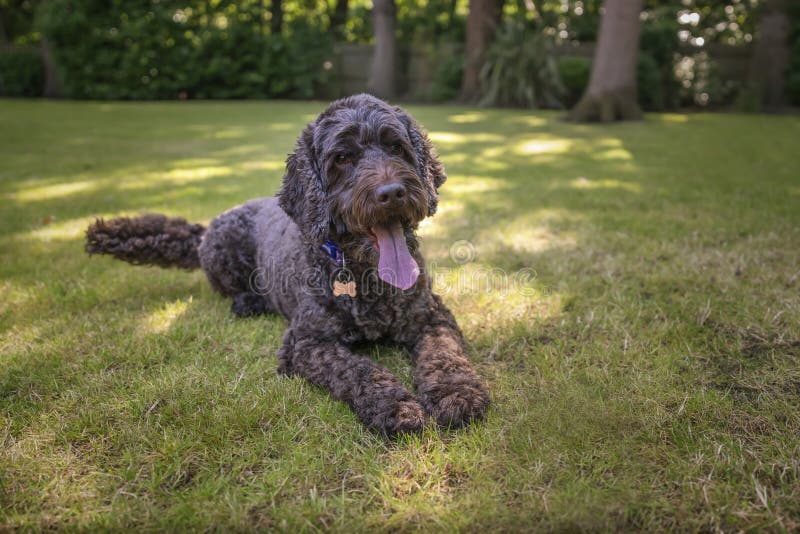 Brown Cockapoo Sitting and Posing in Her Garden Stock Photo - Image of ...