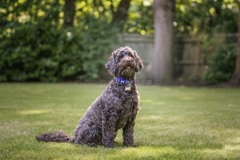 Brown Cockapoo Sitting and Posing in Her Garden Stock Photo - Image of ...