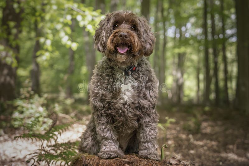 Cockapoo Brown