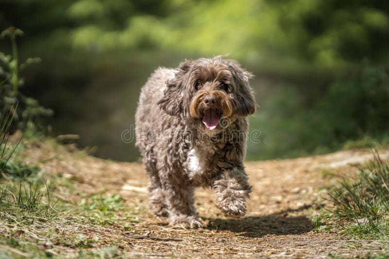 Cockerpoo Dogs Stock Photos - Free & Royalty-Free Stock Photos from ...
