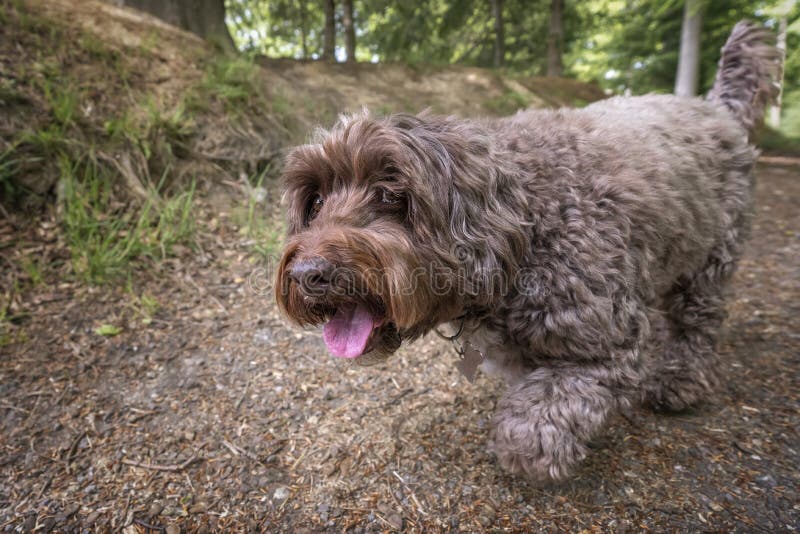 Brown Cockapoo Walking from Right To Left Stock Photo - Image of lovely ...