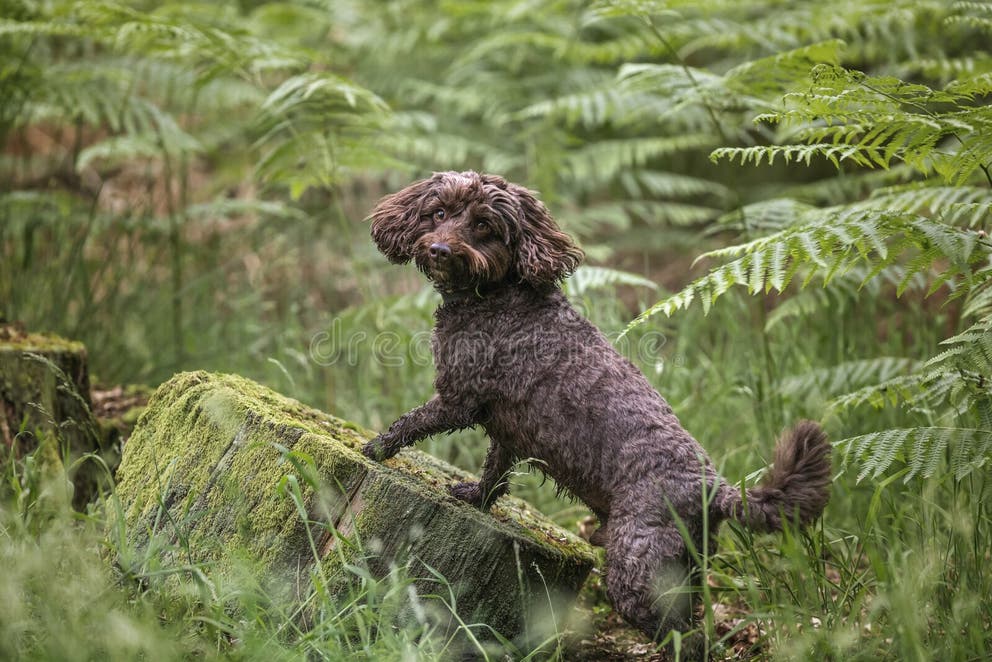Brown Cockapoo in the Windsor Forest Stock Photo - Image of funny, animal: 351091782