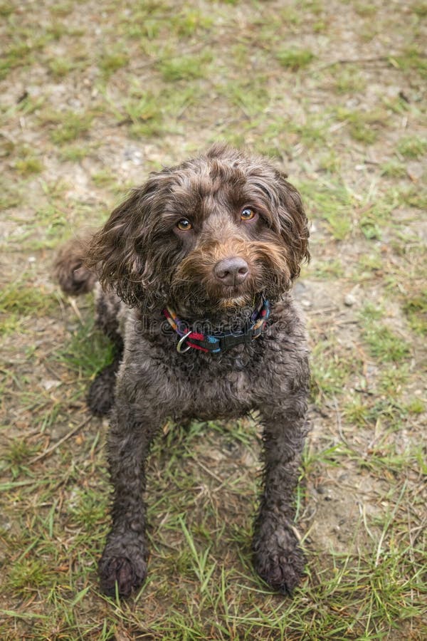Brown Cockapoo in the Windsor Forest Stock Photo - Image of fluffy ...