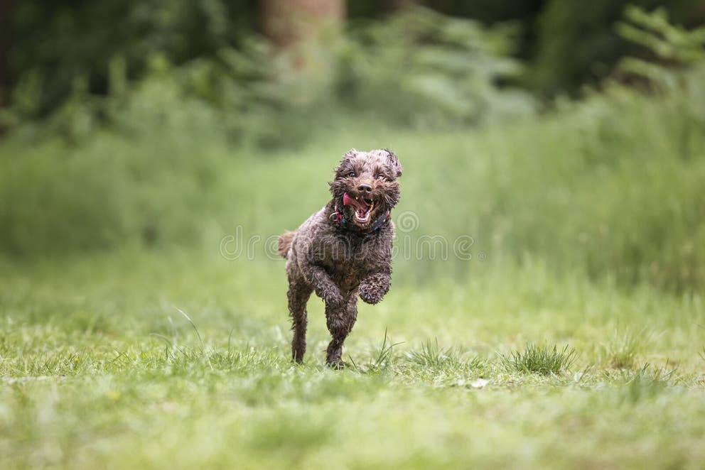 Brown Cockapoo in the Windsor Forest Flying on a Fast Run Stock Photo ...