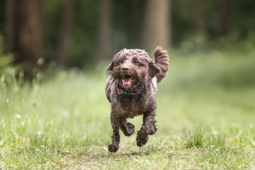 Brown Cockapoo in the Windsor Forest Flying on a Fast Run Stock Image ...