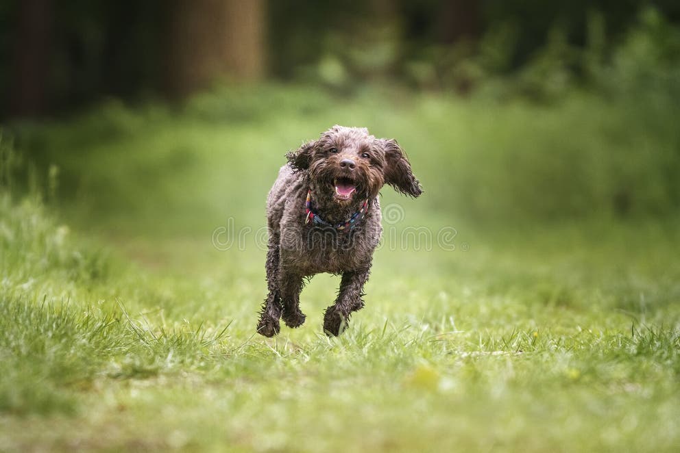 Brown Cockapoo in the Windsor Forest Flying on a Fast Run Stock Image ...