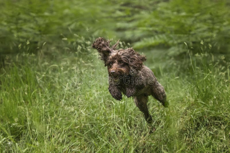Brown Cockapoo in the Windsor Forest Flying on a Fast Run Stock Photo ...