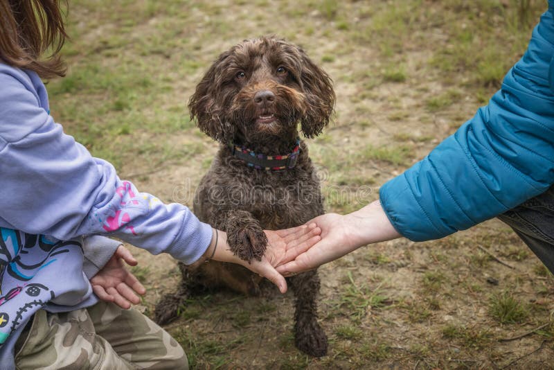 Brown Cockapoo in the Windsor Forest Giving Paw with Two Human Hands ...