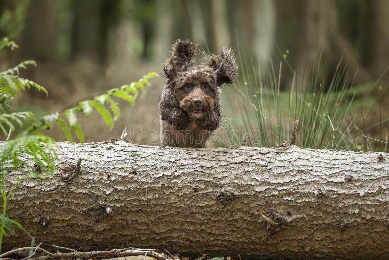 Brown Cockapoo in the Windsor Forest Jumping the Fallen Tree Log Stock ...
