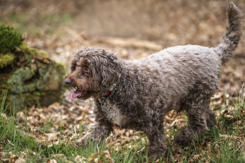 Brown Cockapoo in the Windsor Forest Stock Image - Image of beautiful ...