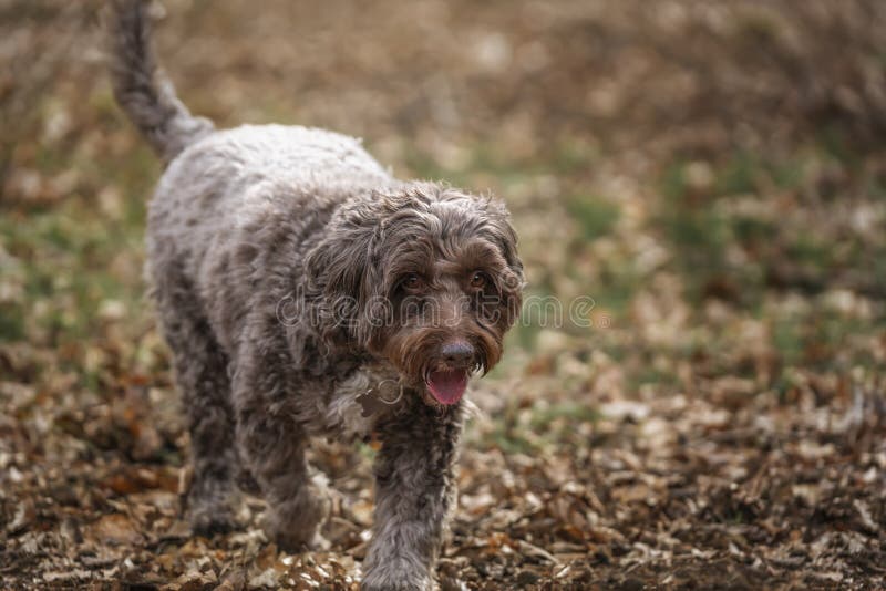 Brown Cockapoo in the Windsor Forest Stock Photo - Image of hound ...