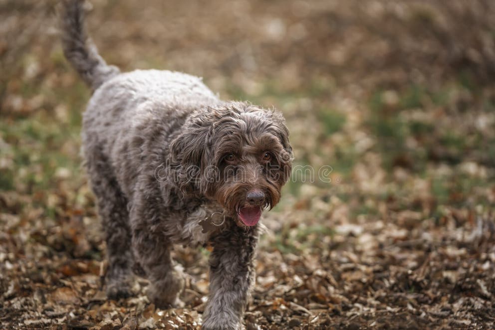Brown Cockapoo in the Windsor Forest Stock Photo - Image of hound ...