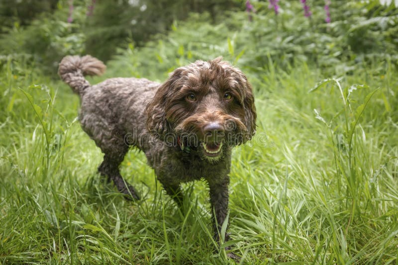 Brown Cockapoo in the Windsor Forest Smiling and Happy Walking Towards ...