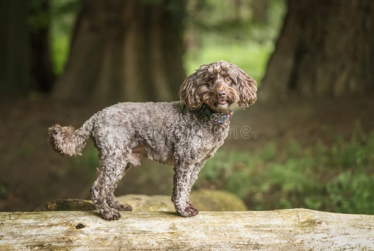 Brown Cockapoo in the Windsor Forest Standing on a Fallen Tree Log Stock Photo - Image of ...