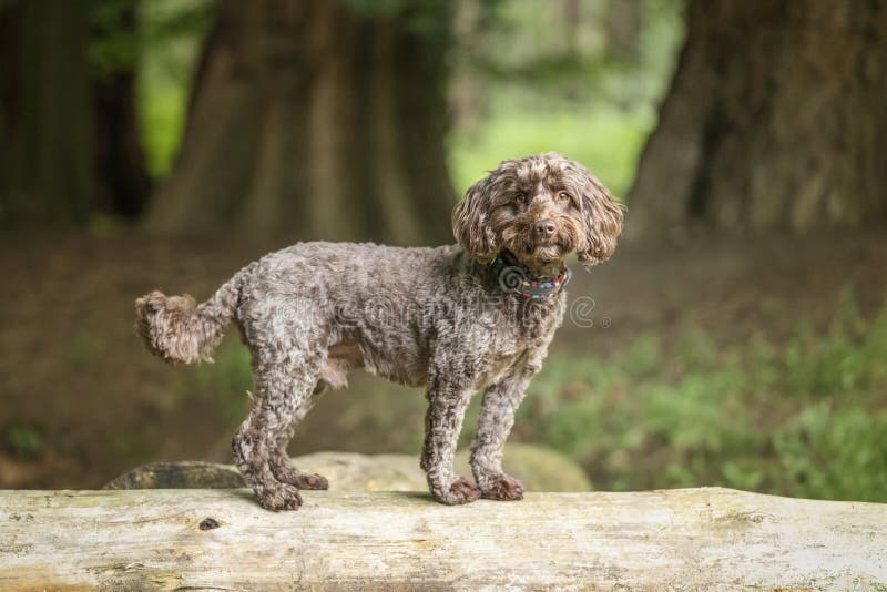 Brown Cockapoo in the Windsor Forest Standing on a Fallen Tree Log ...