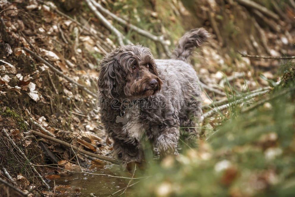Brown Cockapoo in the Windsor Forest Standing in a Stream Stock Image ...