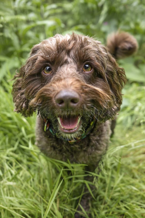 Brown Cockapoo in the Windsor Forest with a Very Happy Face Stock Image ...