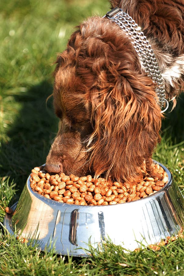 Brown Cocker Spaniel Eating Food Stock Photo - Image of long, nose ...