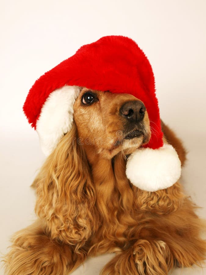 Brown Cocker Spaniel with Red Christmas Hat 2 Stock Photo - Image of ...