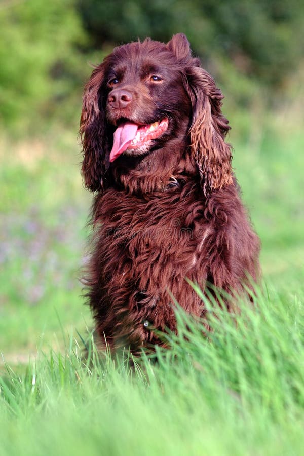 Spaniel stock photo. Image of brown, cocker, spaniel - 119921516