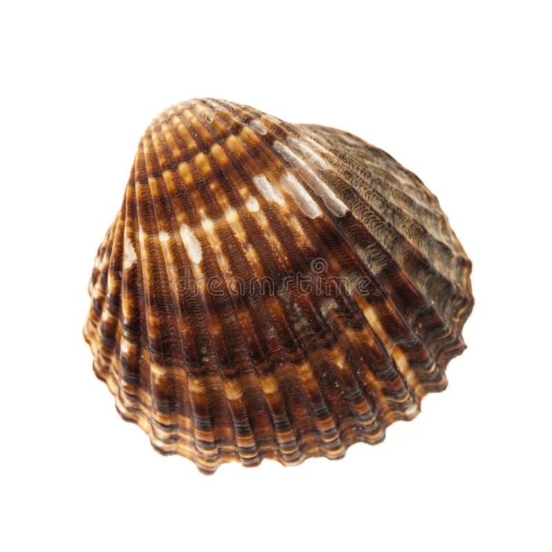 Brown cockle shell stock photo. Image of white, saltwater - 95167886