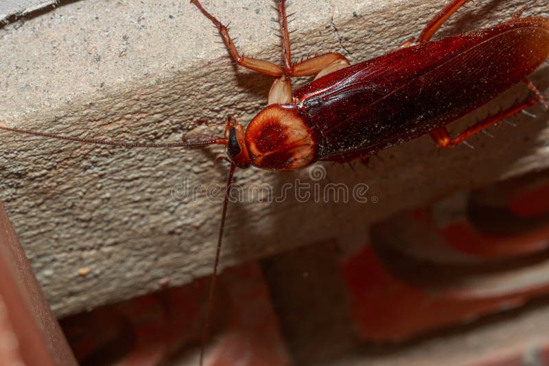 The brown cockroach stock photo. Image of hissing, infestation - 205882088