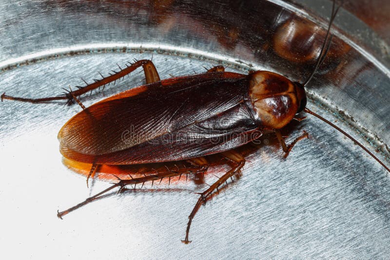 Brown cockroach stock photo. Image of gross, background - 204284868