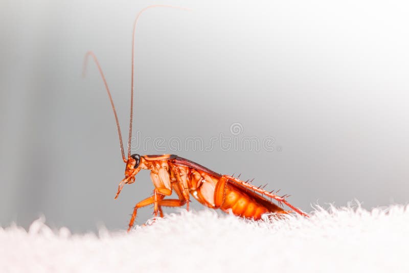 Asian Cockroach Nymph on a Yellow Flower. Stock Image - Image of flower ...
