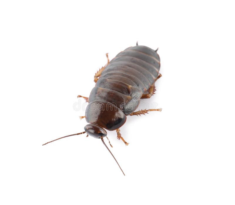 Brown Cockroach Isolated. Pest Control Stock Photo - Image of disease ...