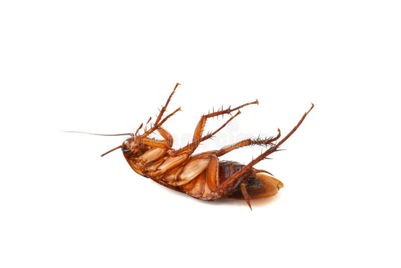Cockroach Lying Upside Down Stock Image - Image of hairy, abdomen: 27509399
