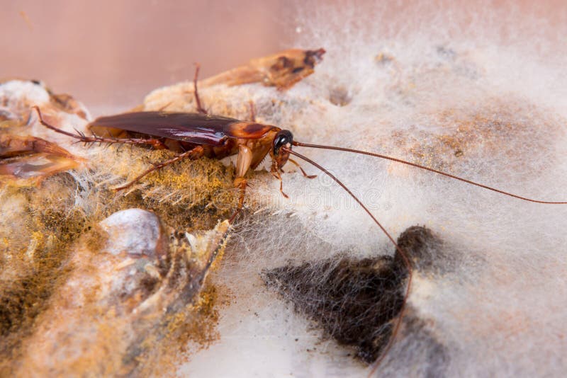 Cockroach stock image. Image of lying, food, living, dead - 58285485