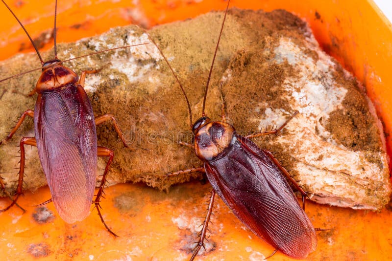 Brown Cockroach stock photo. Image of carrier, pest, bread - 58285192