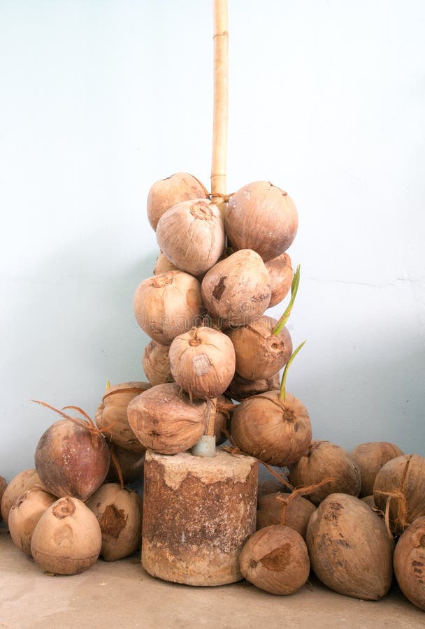 Brown Coconut Bunch in Vertical View Stock Photo - Image of nature ...