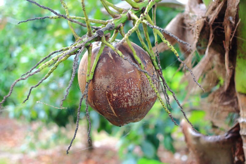 Brown coconut stock image. Image of amazing, coconut - 57815517
