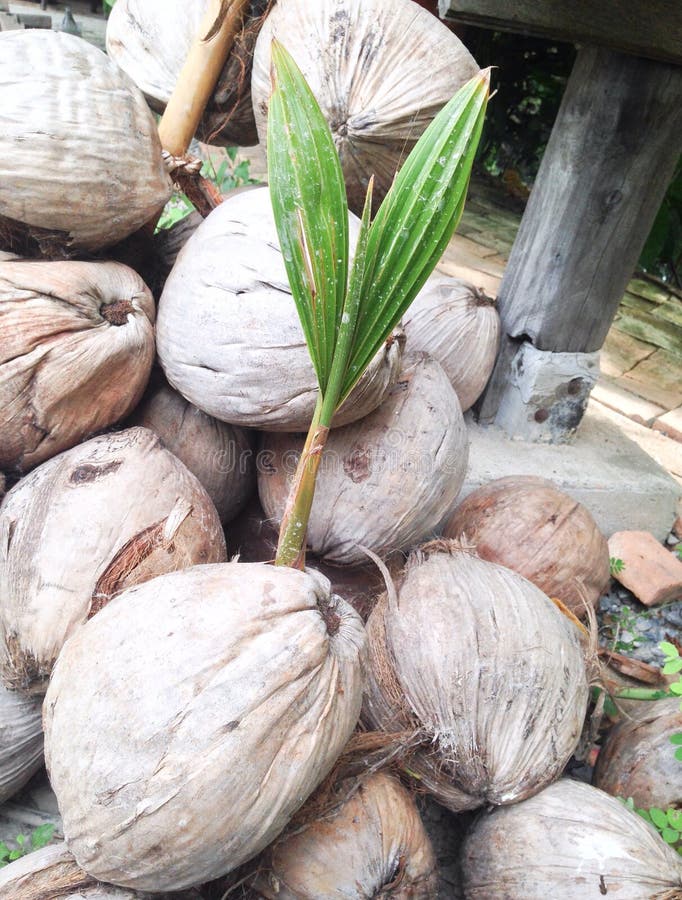 Brown coconut with sprout stock image. Image of garden - 54083467